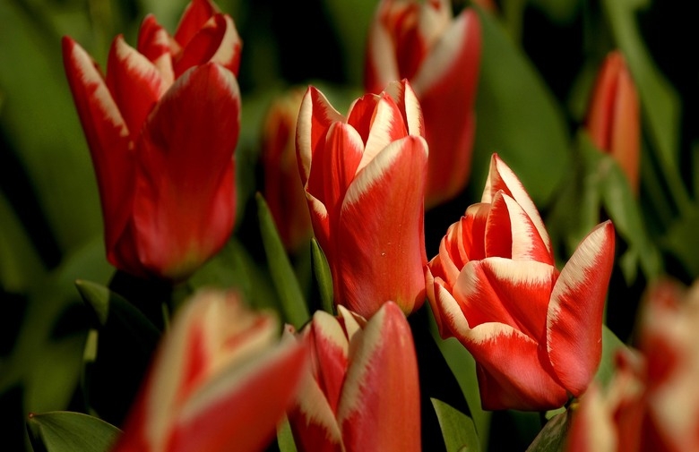 Najljepše proljetno cvijeće