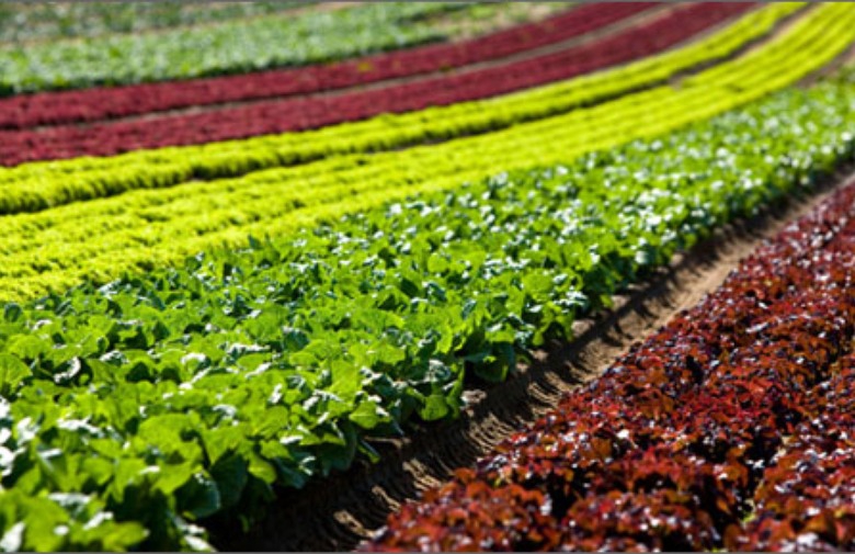 Poljoprivreda i ruralni razvoj - od ideje do realizacije projekta