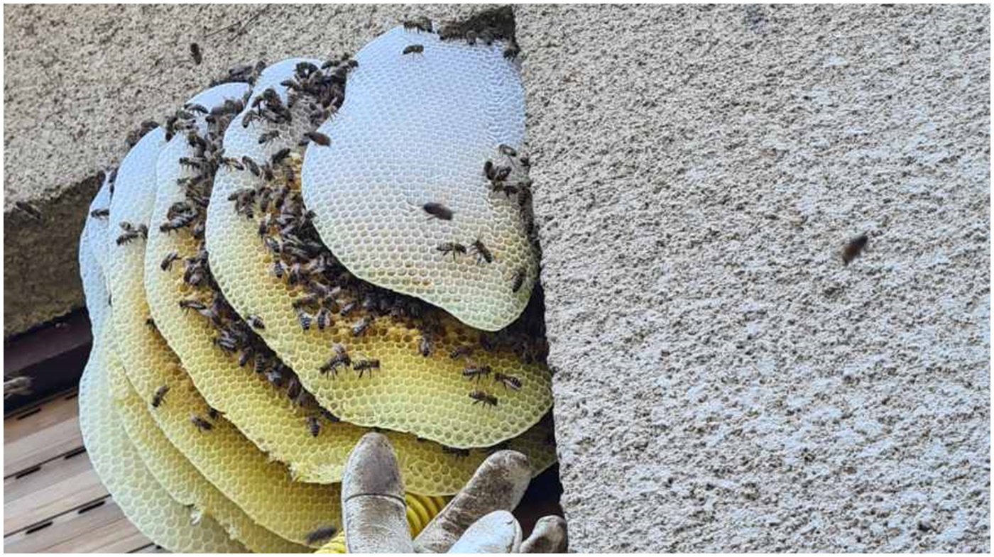 Foto - Kad ugledate roj pčela na kući, evo što vam je najbolje učiniti