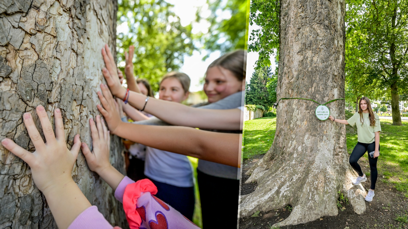 Izbor za Stablo godine 2025: Otvorene su nominacije za omiljena stabla ...